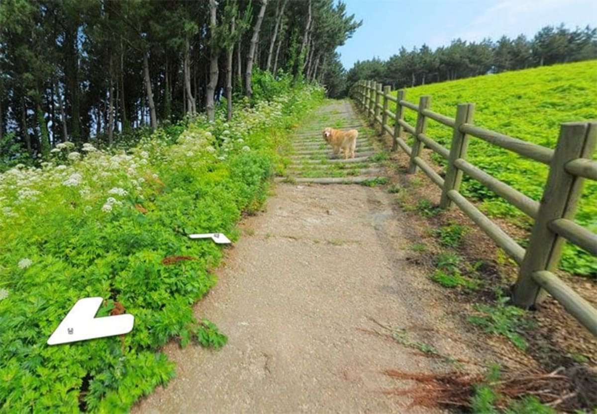Cute dog appears in every street view photo after following the maps ...