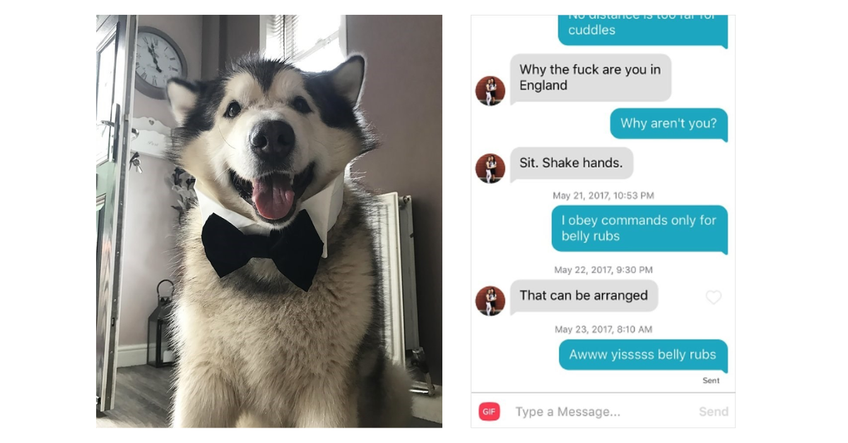 Man Created a Tinder Profile for His Dog, and the Conversations Are ...