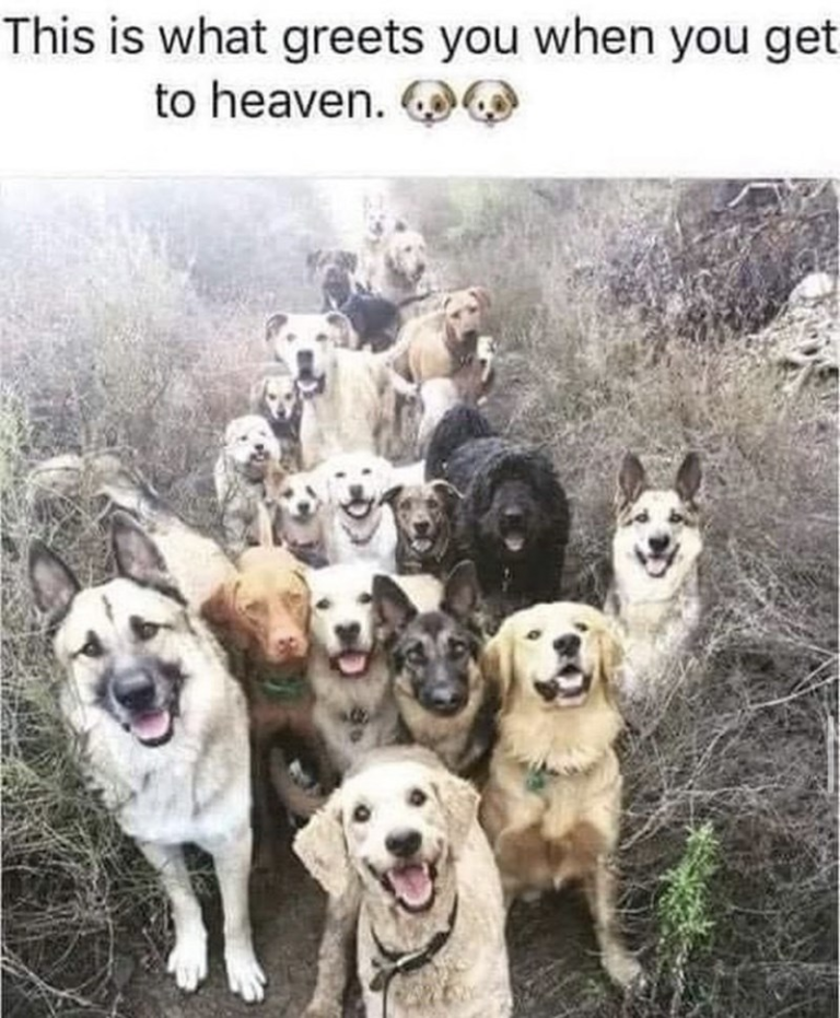 Hilarious Doggo Memes to Kickstart Your Week with a Pawsitive Vibe
