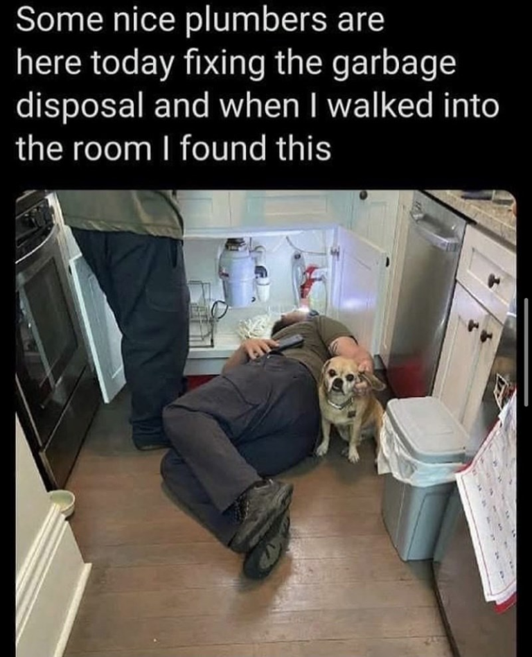 Hilarious Doggo Memes to Kickstart Your Week with a Pawsitive Vibe