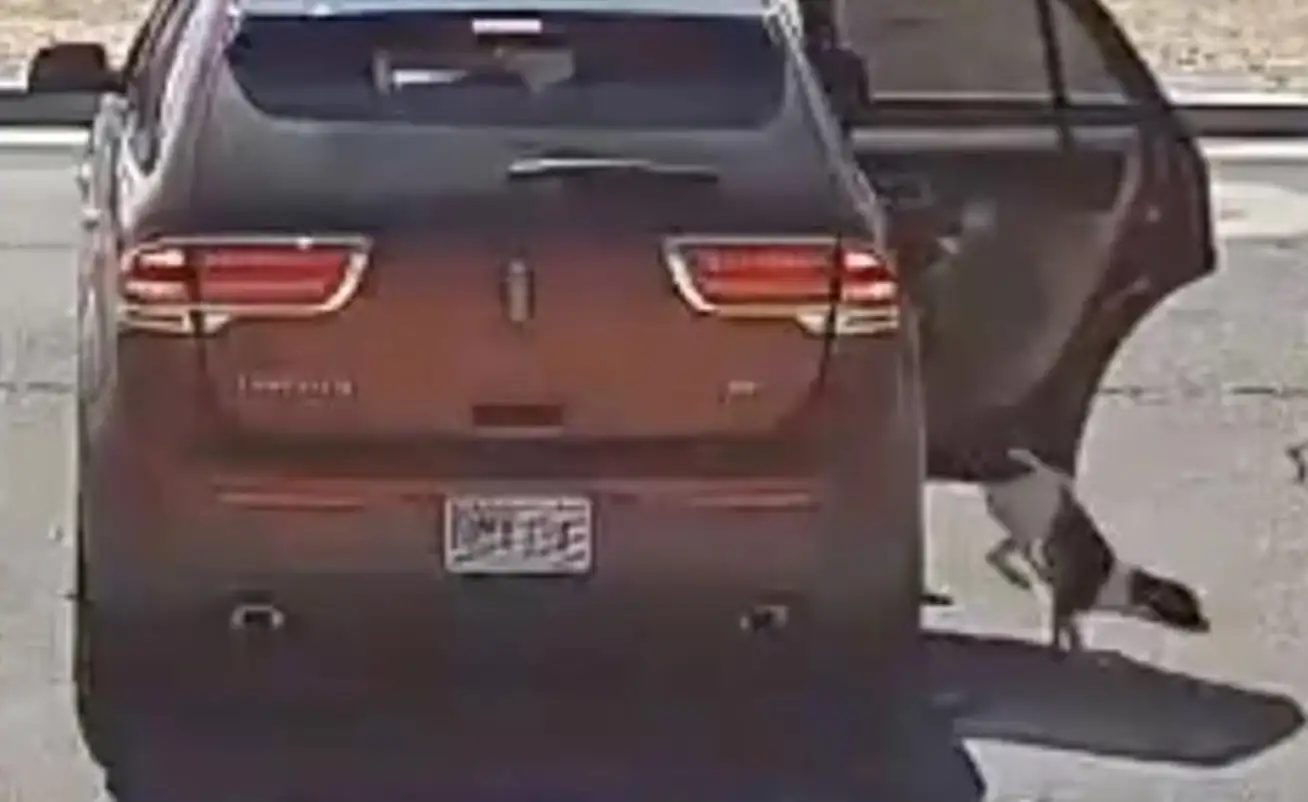 Heartbreaking Footage Shows Dog Chasing After Car That Left Him Behind